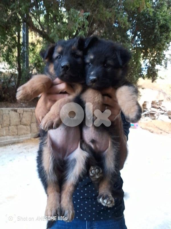 berger long hair - Dogs - 116596030