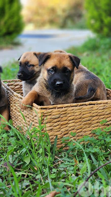 malinois - Dogs - 116700695