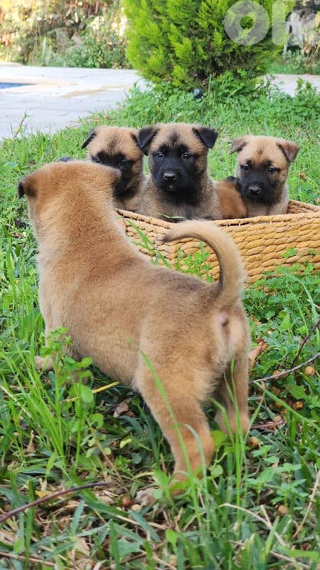malinois - Dogs - 116700695