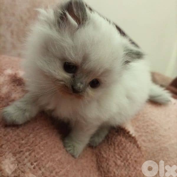 طرابلس . ساحة النور - Cats - 116740795