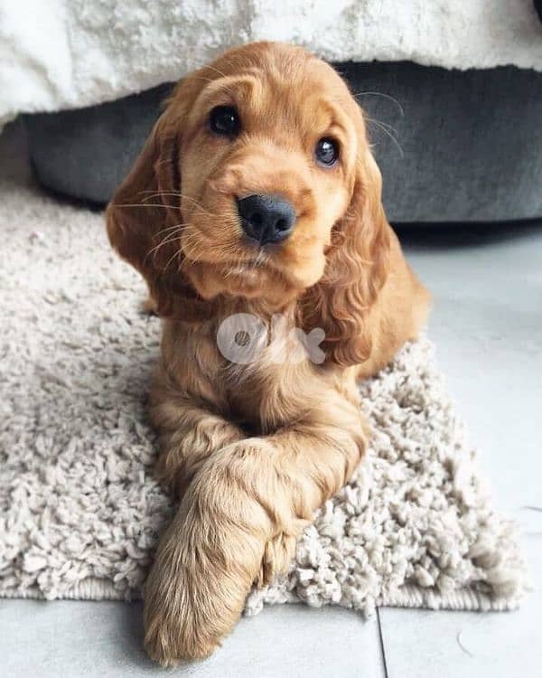 Cocker Spaniel Puppies [dog كلاب] - Dogs - 116864878