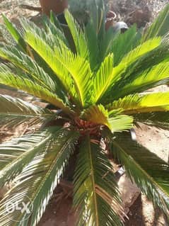 Italian Jujube tree شجر عناب إيطالي ممتاز - Garden & Outdoor - 114261953