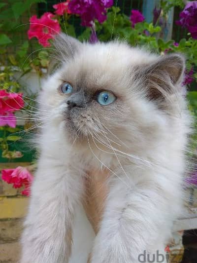 Himalayan Baby Cute Kittens]] - Cats - 114530016